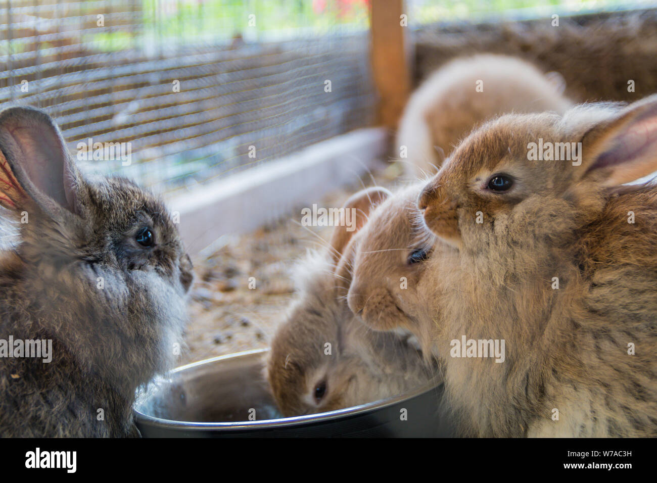 Adorable fluffy bunny rabbits eating out of same silver bowl at the ...