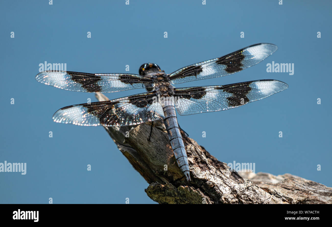 Male Twelve Spotted Skimmer(Libellula pulchella) perched on log ...