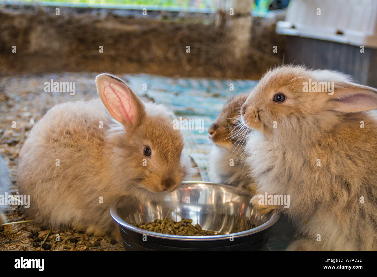 Adorable fluffy bunny rabbits eating out of same silver bowl at the ...