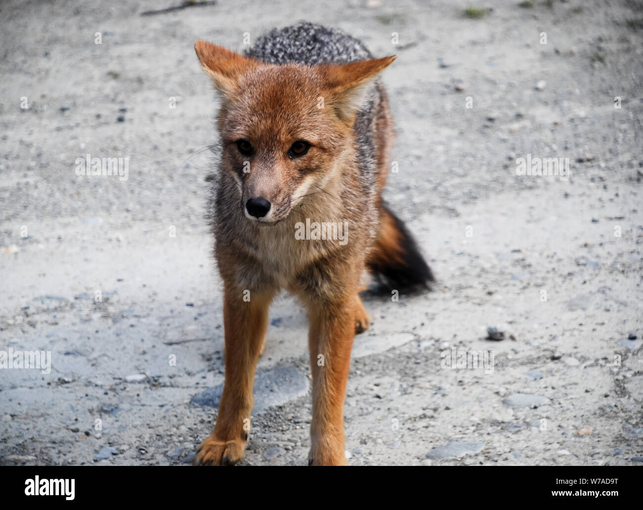 Grey red fox hi-res stock photography and images - Alamy