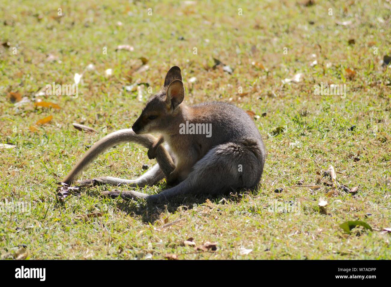 Holds the tail hi-res stock photography and images - Alamy