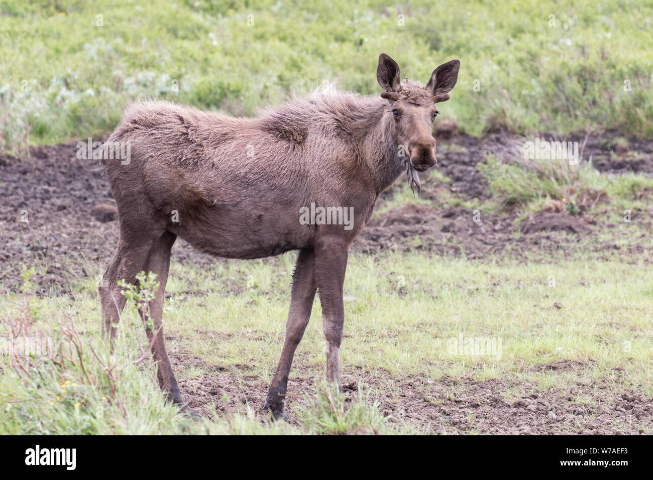 Young Bull Moose in Alaska Stock Photo - Alamy