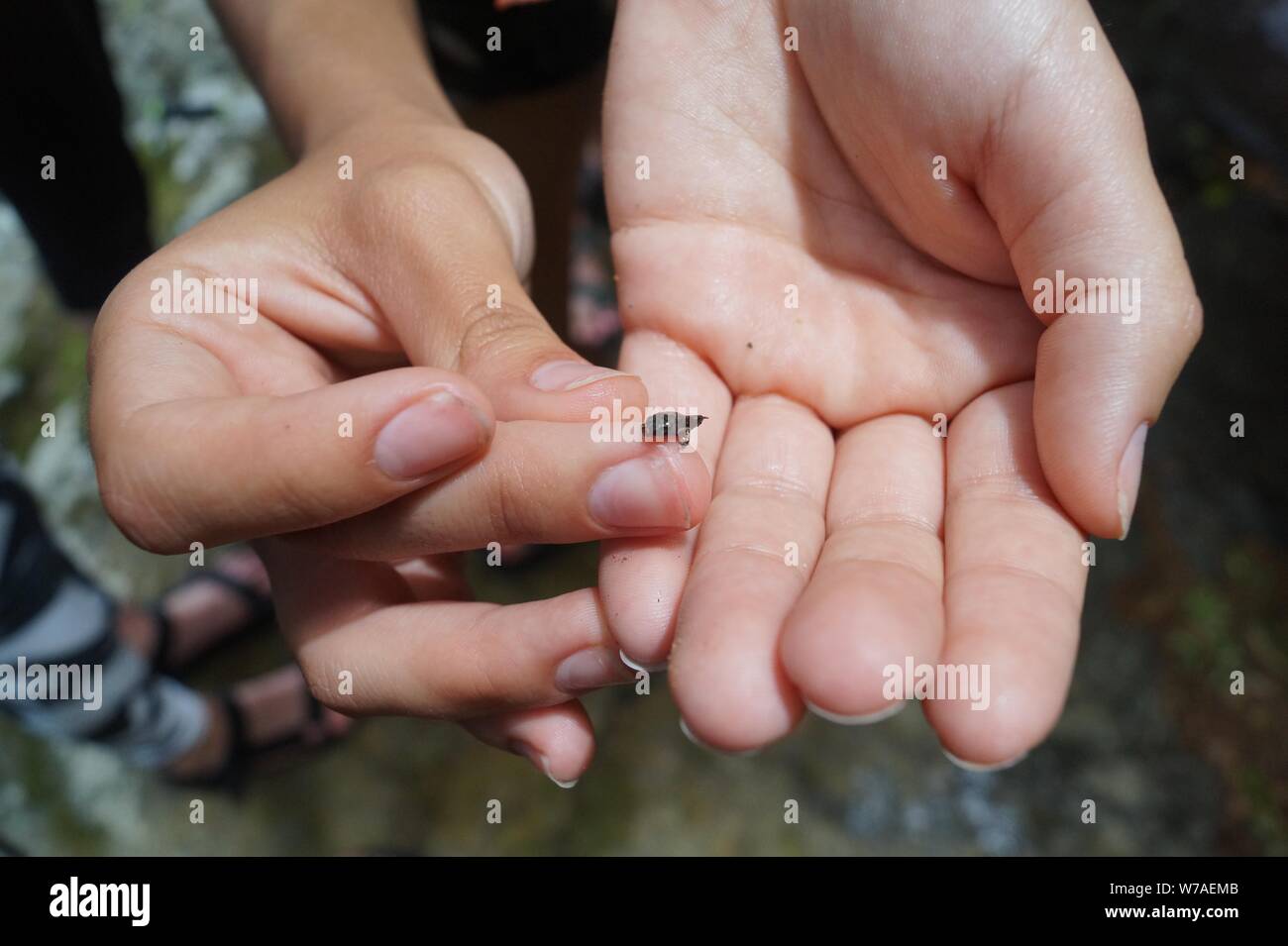 tiny frog on fingertips Stock Photo - Alamy