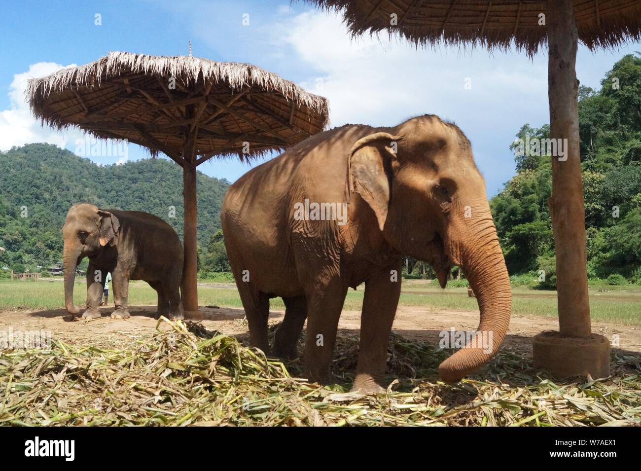 elephants in the shade eating a snack Stock Photo - Alamy