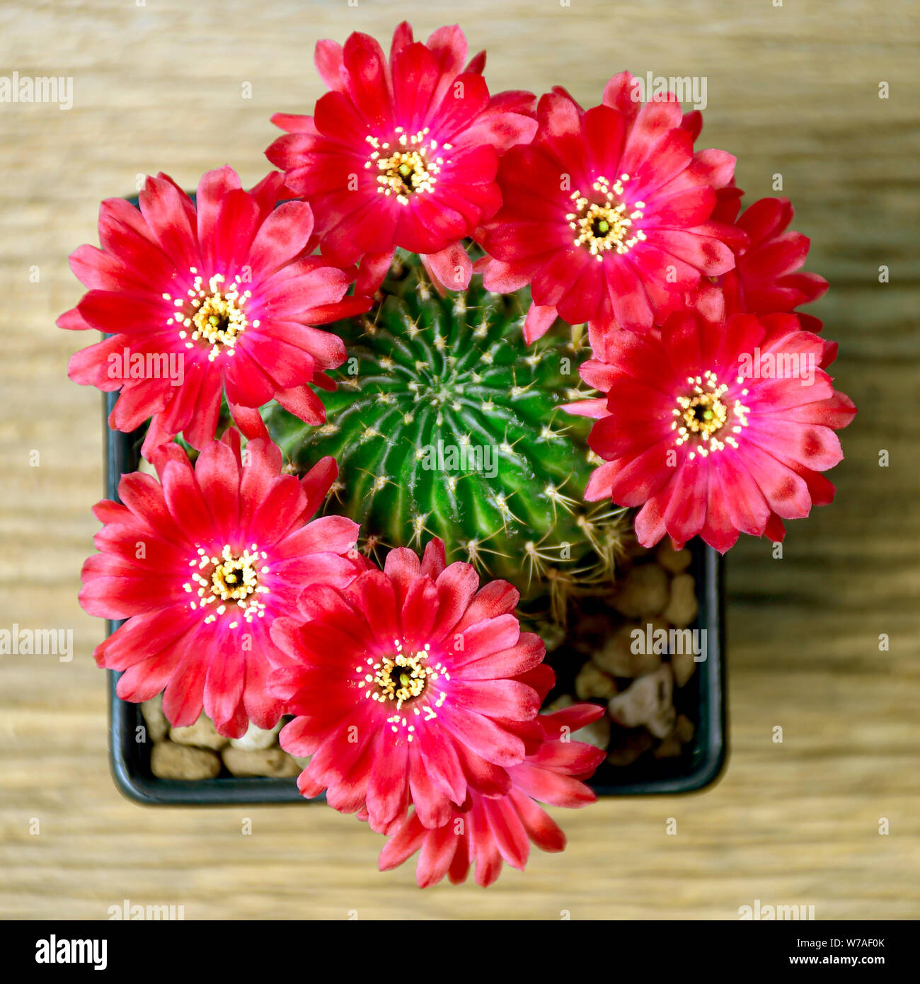 Pot of Red flowers of Lobivia spp. on wood background in cactus garden ...
