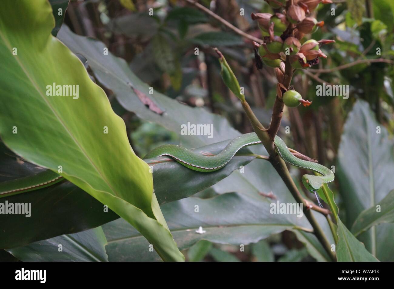 a green snake slithers across a leaf in the loation jungle Stock Photo ...