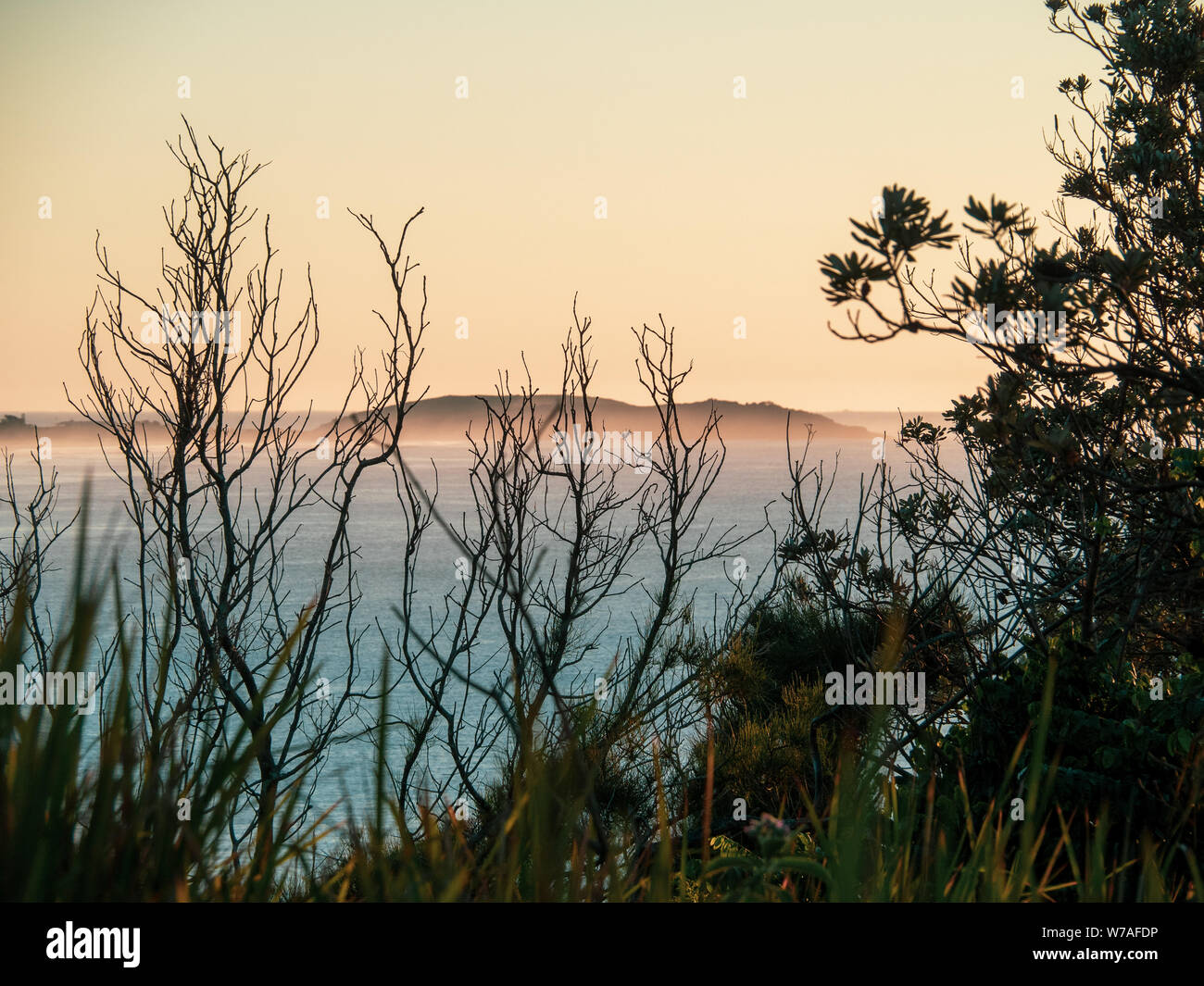 Beautiful morning ocean scenery, view from lookout with trees in front ...