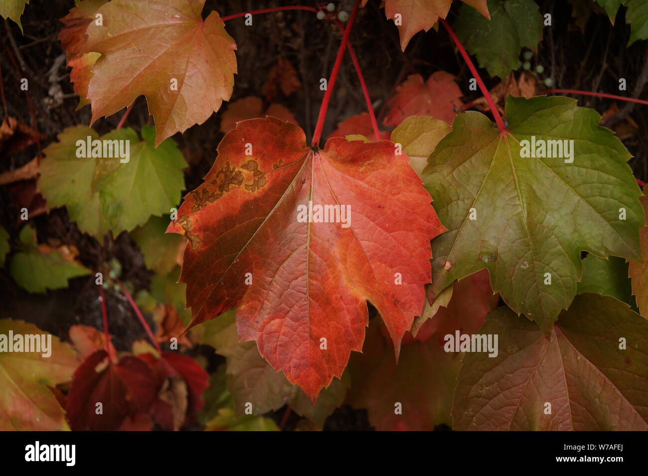 close up of leaves changing color in the fall Stock Photo - Alamy