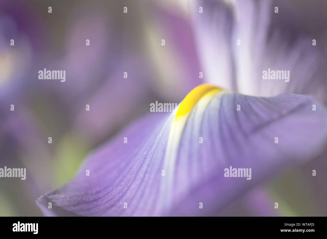 Iris in Soft Light Stock Photo - Alamy
