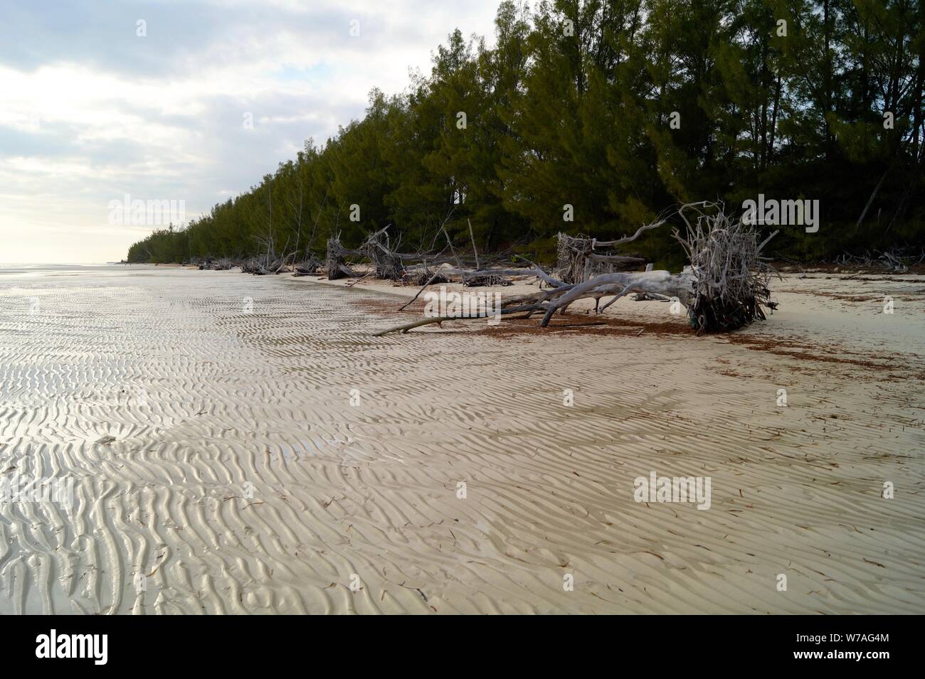National tree of the bahamas hi-res stock photography and images - Alamy