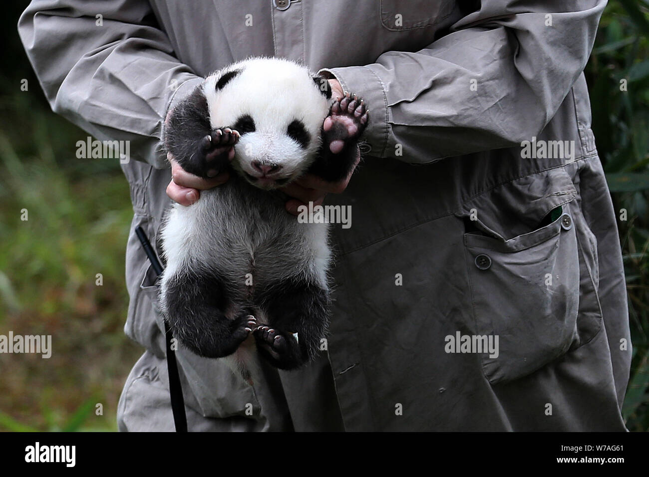 A Chinese panda keeper holds a giant panda cub born in 2017 during a public event at the YaAn ...