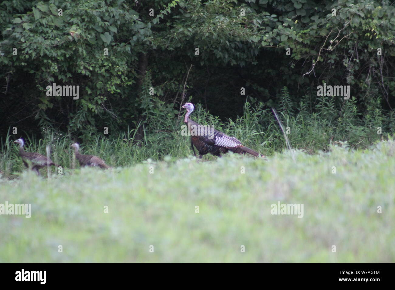 Missouri turkey hi-res stock photography and images - Alamy