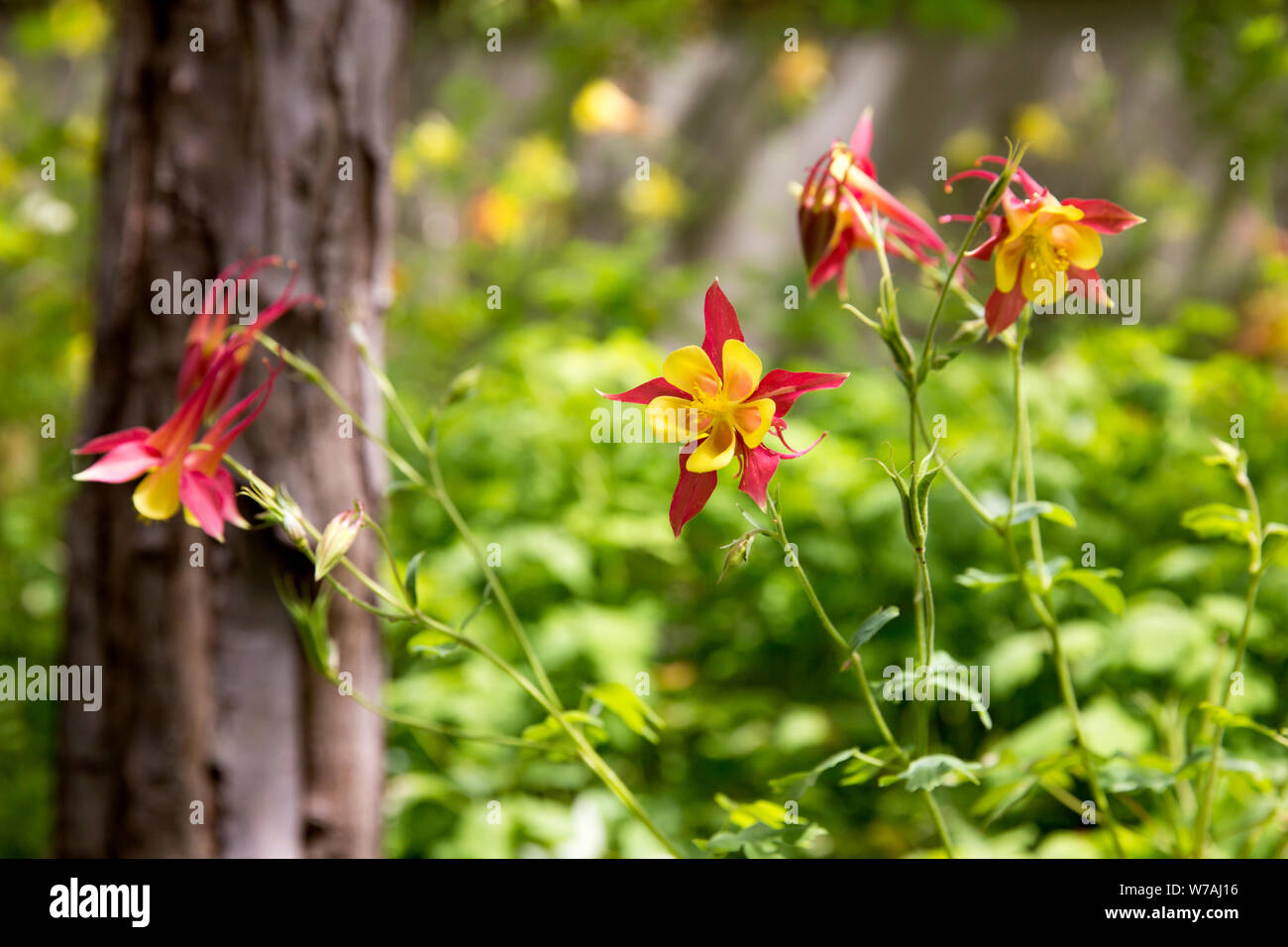 red and yellow columbine in full bloom Stock Photo - Alamy