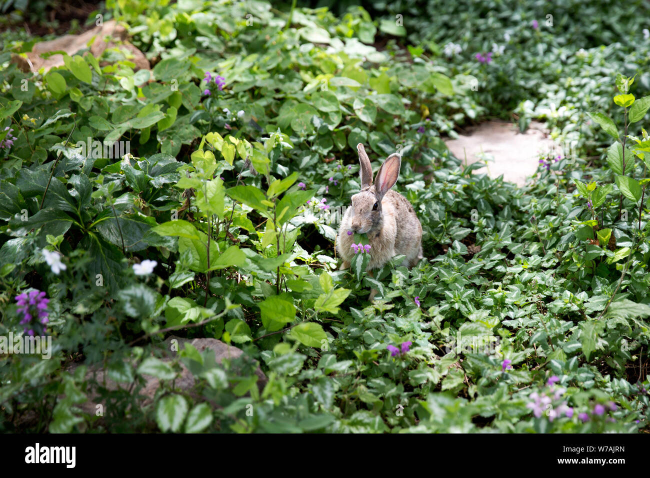 Bunny eating plants hi-res stock photography and images - Alamy