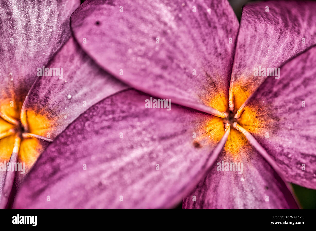 Red plumeria plumeria rubra hi-res stock photography and images - Alamy