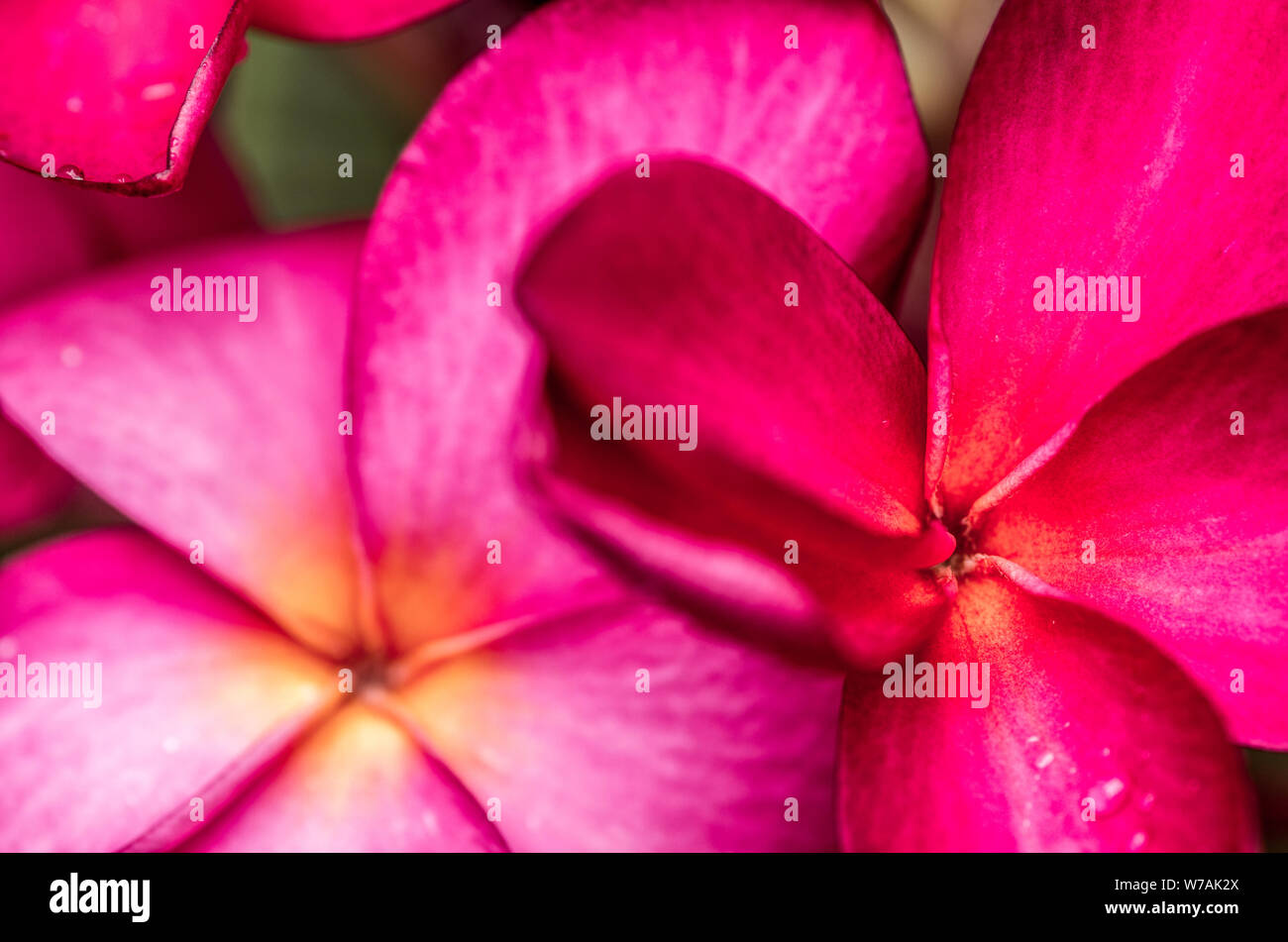 Red plumeria plumeria rubra hi-res stock photography and images - Alamy