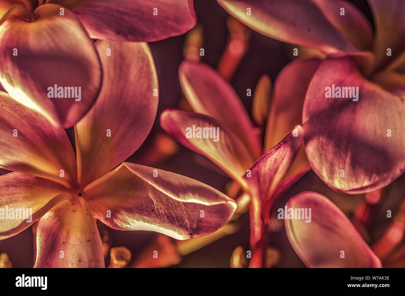 Red plumeria plumeria rubra hi-res stock photography and images - Alamy