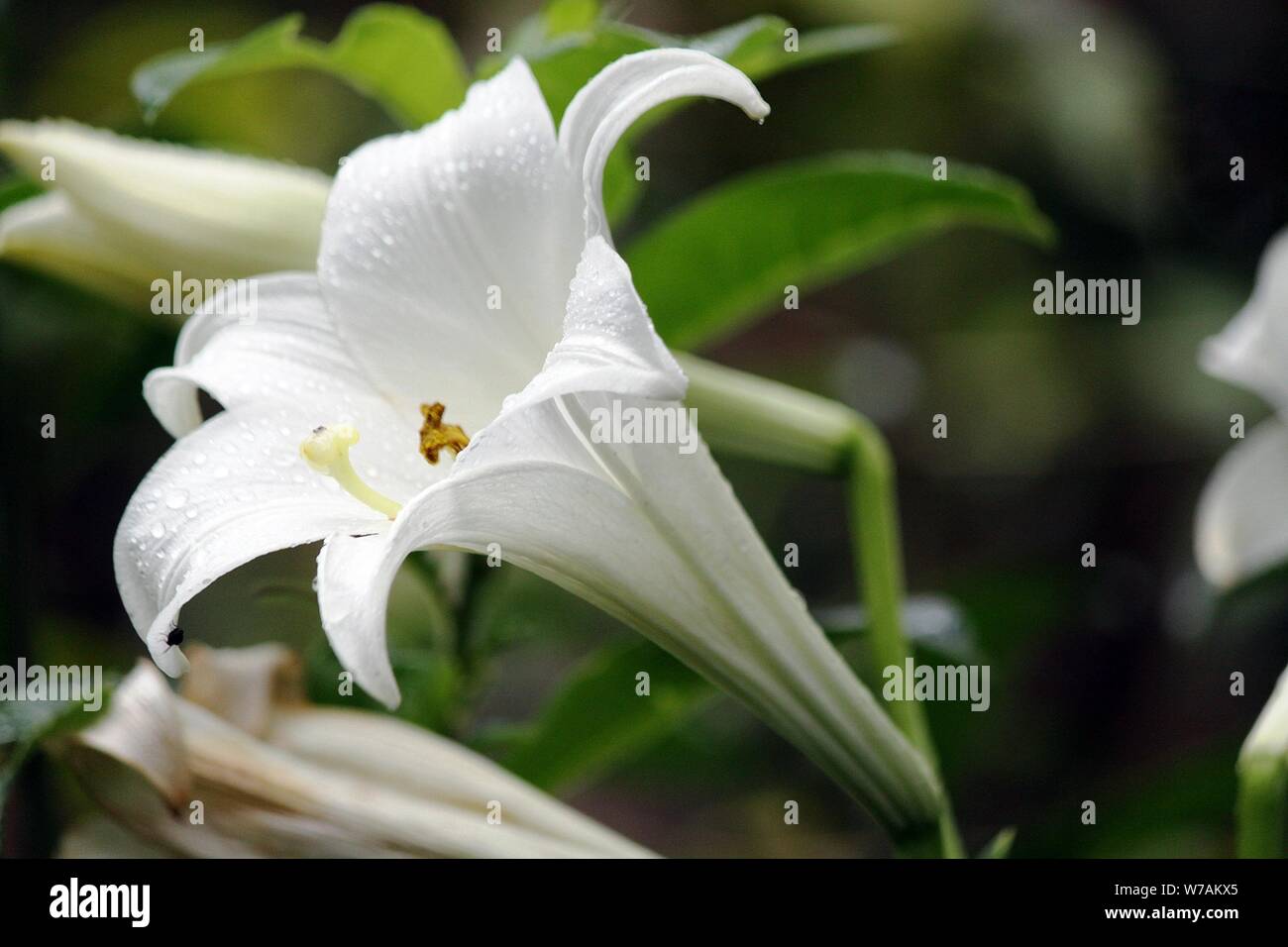Beautiful wild flower of the Peruvian Amazon Andes Stock Photo - Alamy