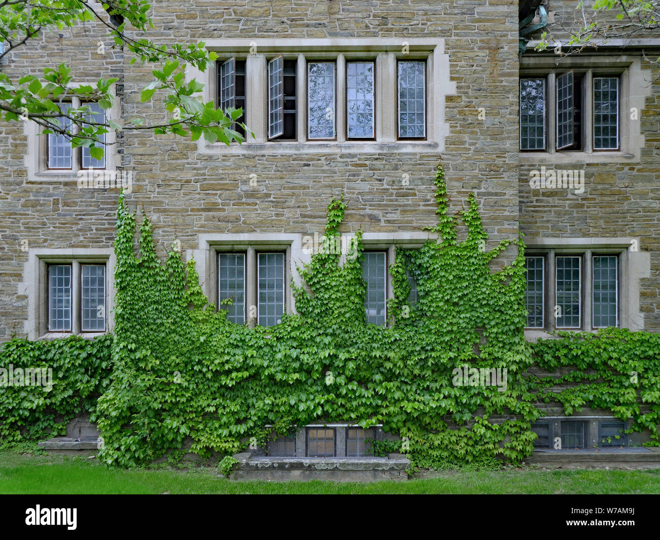 ivy growing around the windows of a stone gothic style university ...