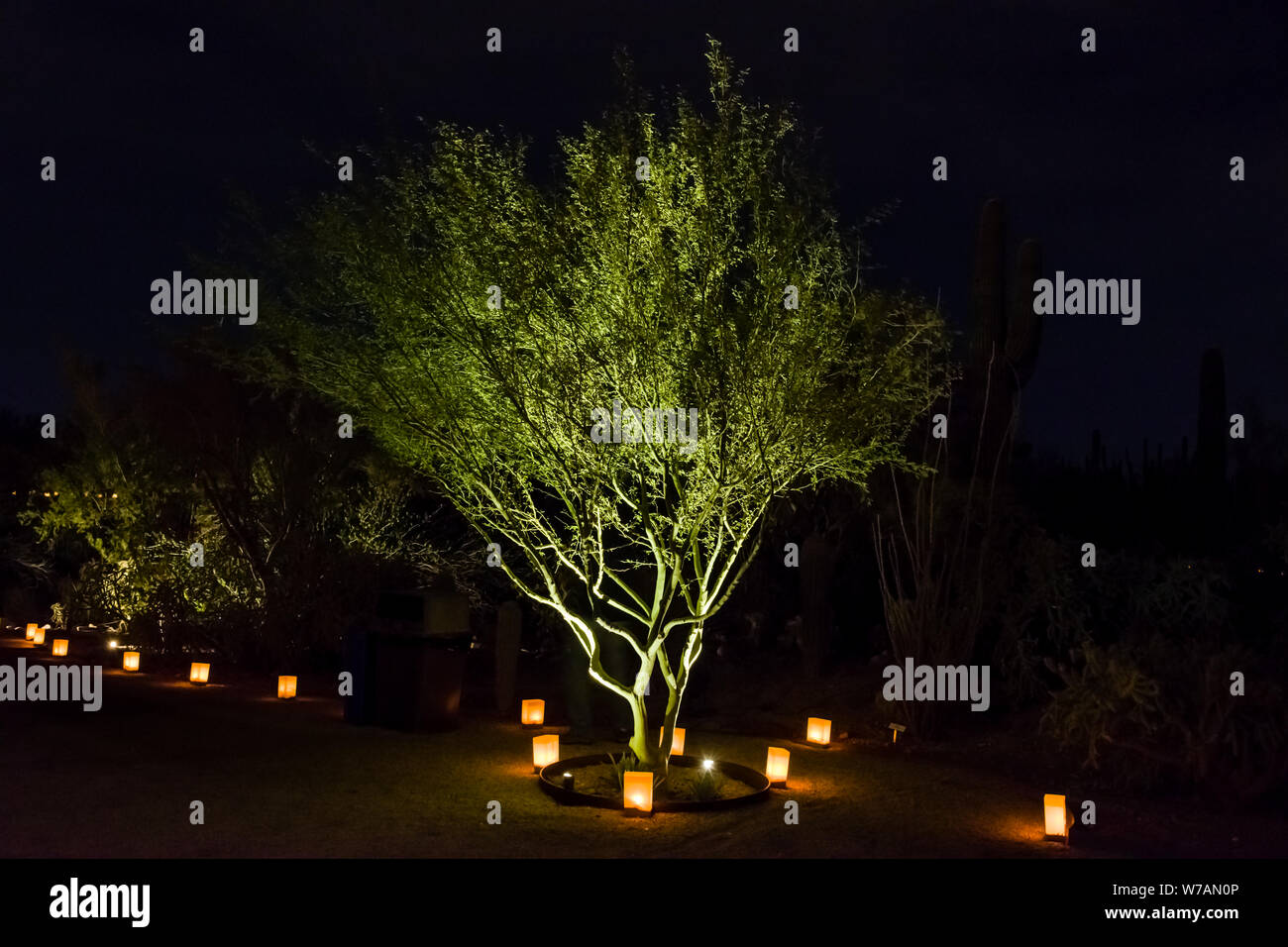 Desert Botanical Garden Lighted Tree Stock Photo - Alamy