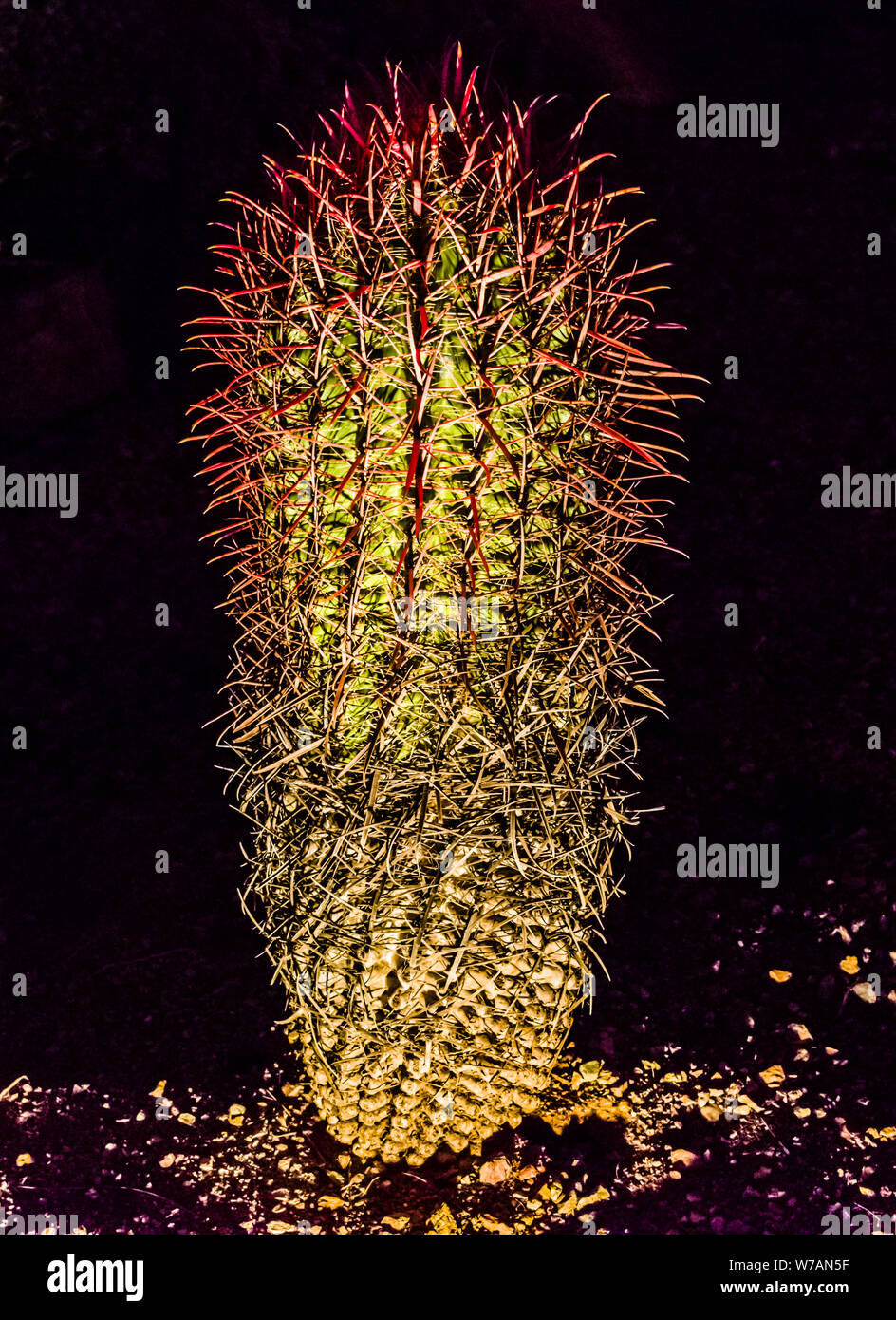 Desert Botanical Garden Lighted Cactus Stock Photo - Alamy