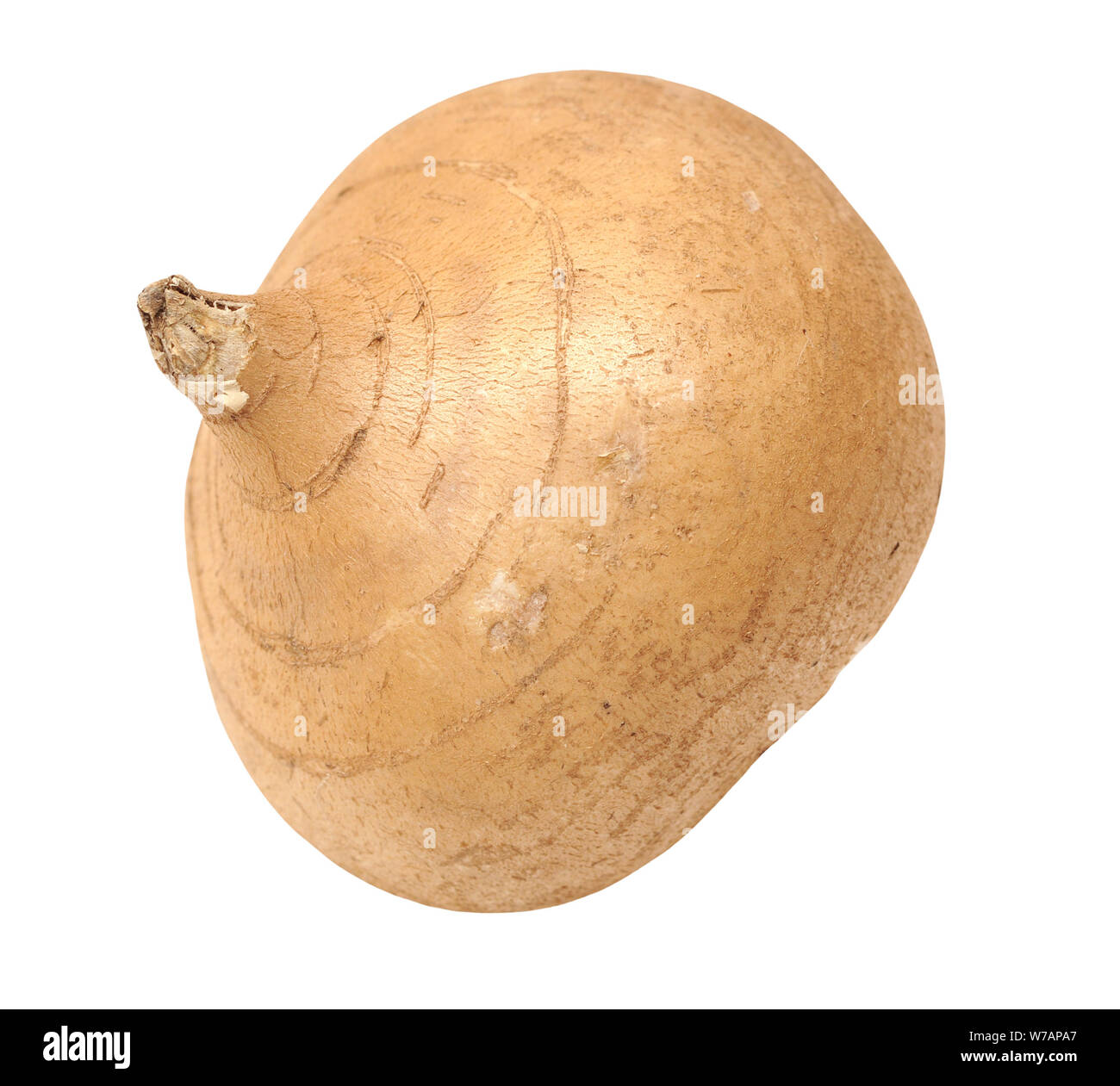 Jicama root isolated on white background Stock Photo - Alamy
