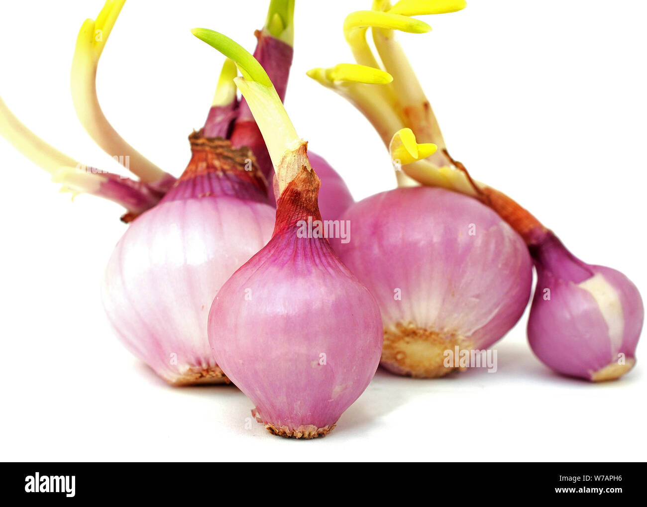 young onion trees on white background Stock Photo - Alamy