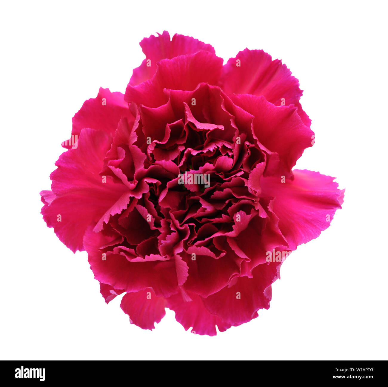 purple carnation isolated on white background Stock Photo - Alamy