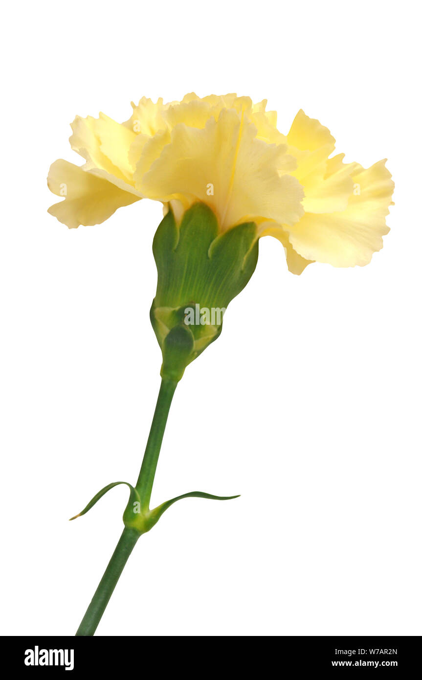 light yellow carnation isolated on white background Stock Photo - Alamy