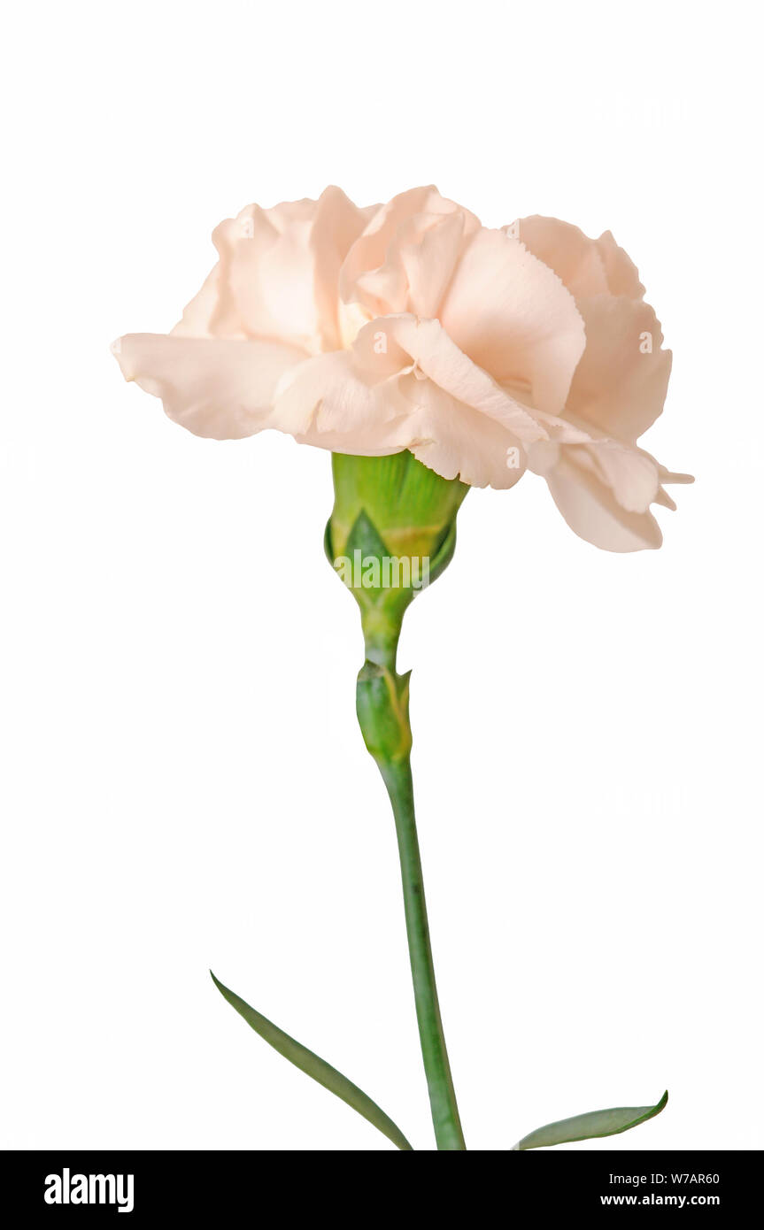 cream carnation isolated on white background Stock Photo - Alamy