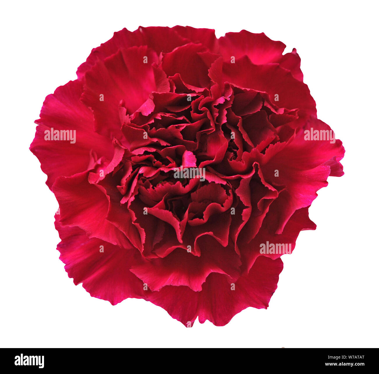 dark red carnation isolated on white background Stock Photo - Alamy
