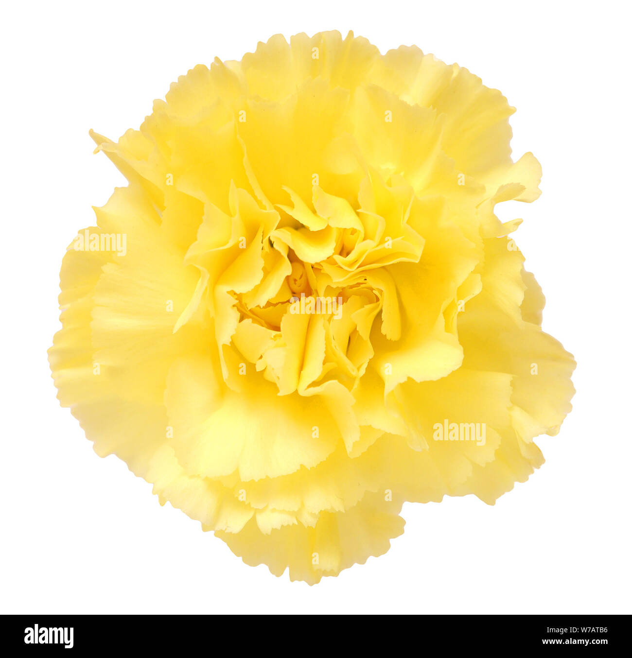 a yellow carnation isolate on white background Stock Photo - Alamy