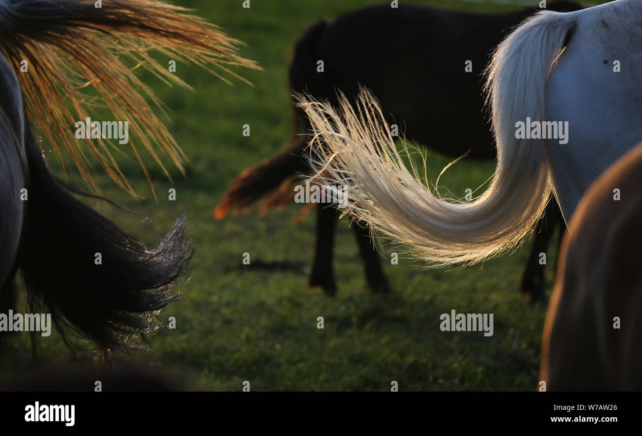 Annoying flies hi-res stock photography and images - Alamy