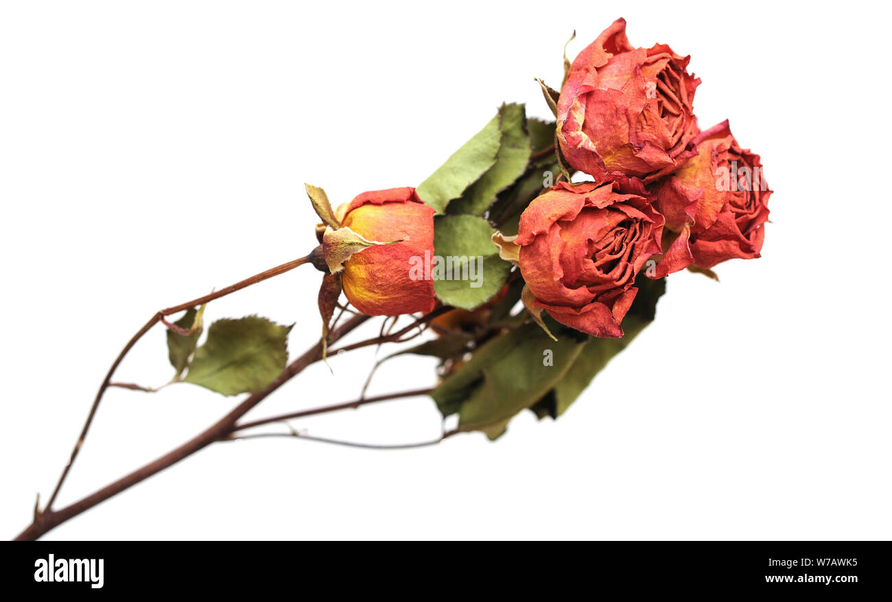 a bunch of dried orange rose on white background Stock Photo - Alamy