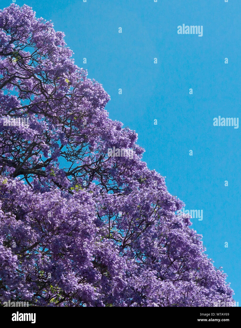 Jacaranda Trees in full Flower during Springtime in Australia Stock ...