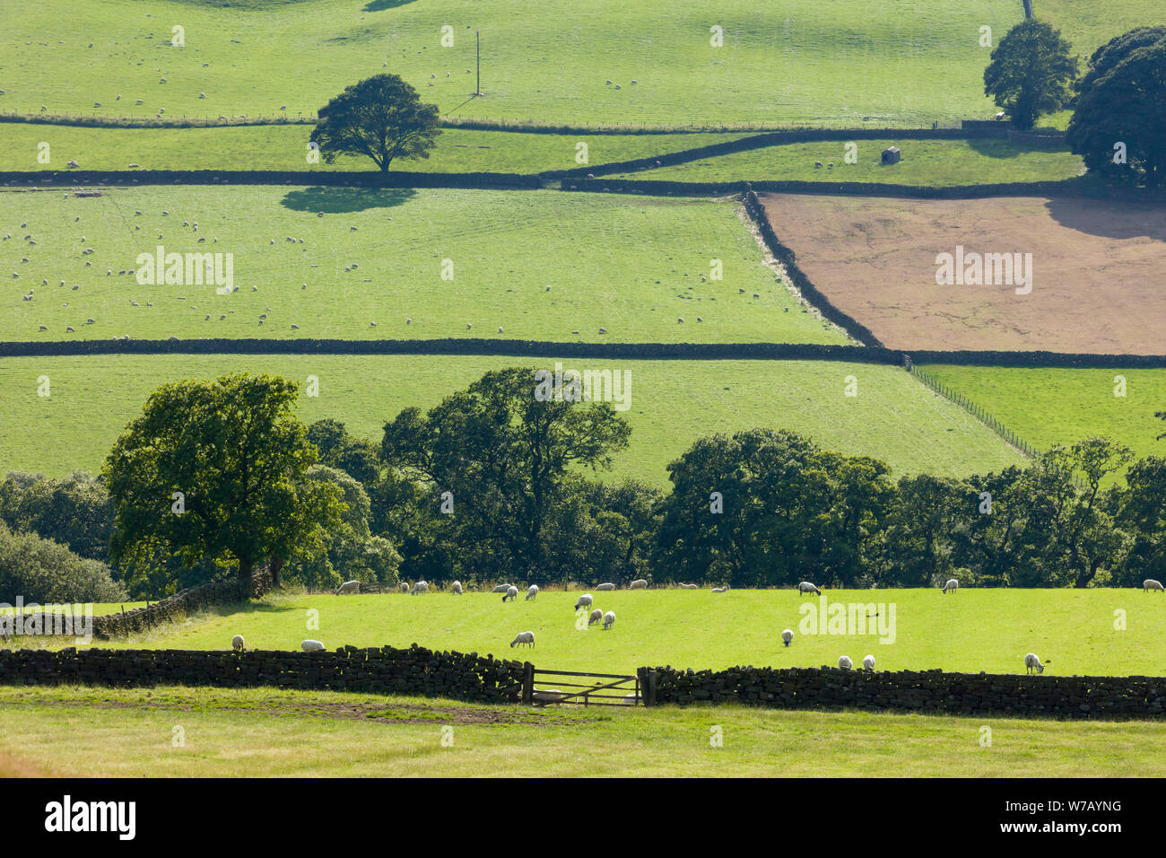 Sheep grazing in remote Bransdale on The North Yorkshire Moors Stock ...