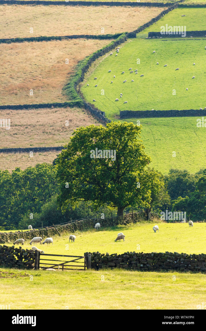 Fields sheep, and trees in remote Bransdale on the North Yorkshire ...