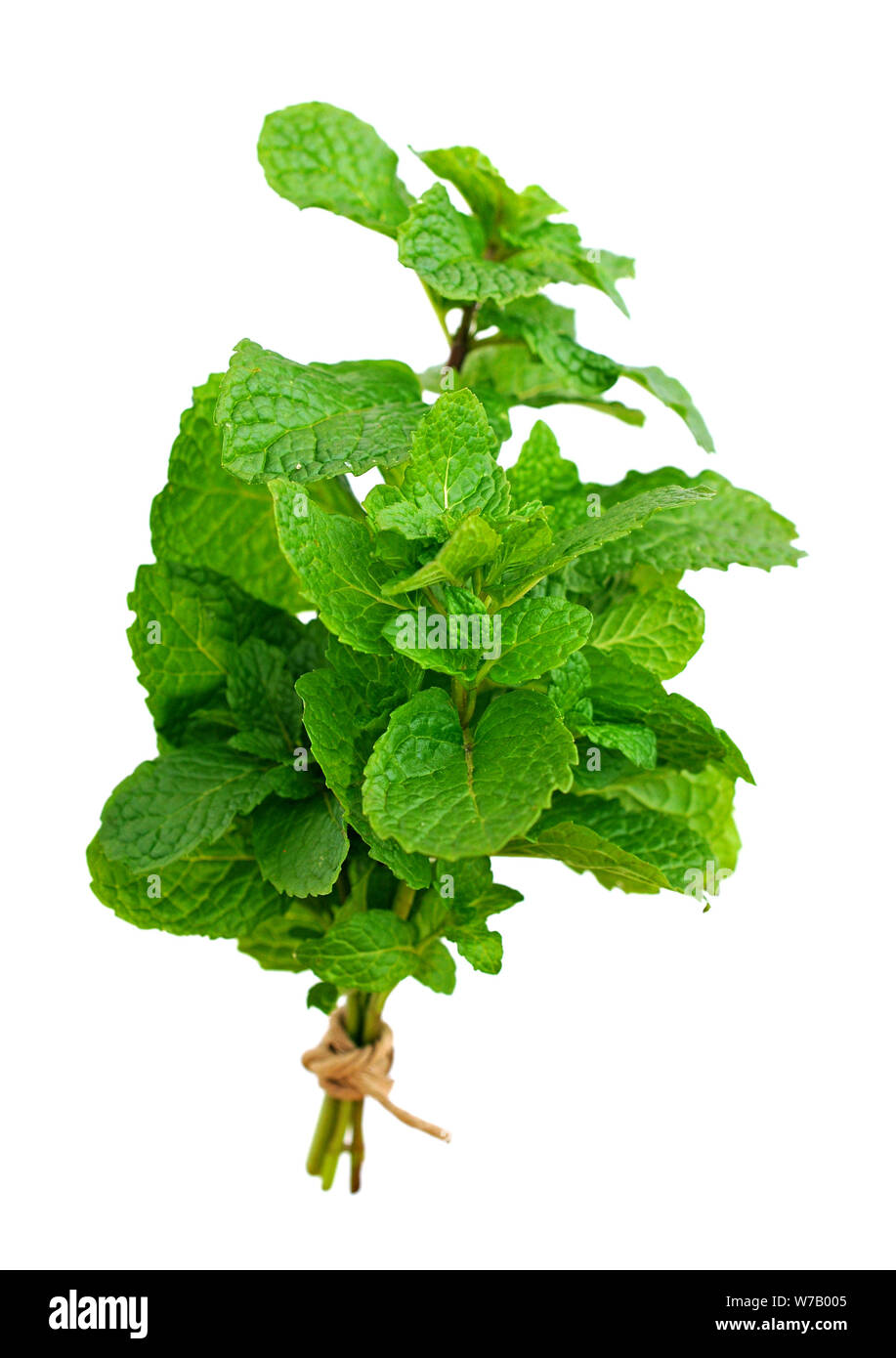 bunch of mint isolated on white background Stock Photo - Alamy