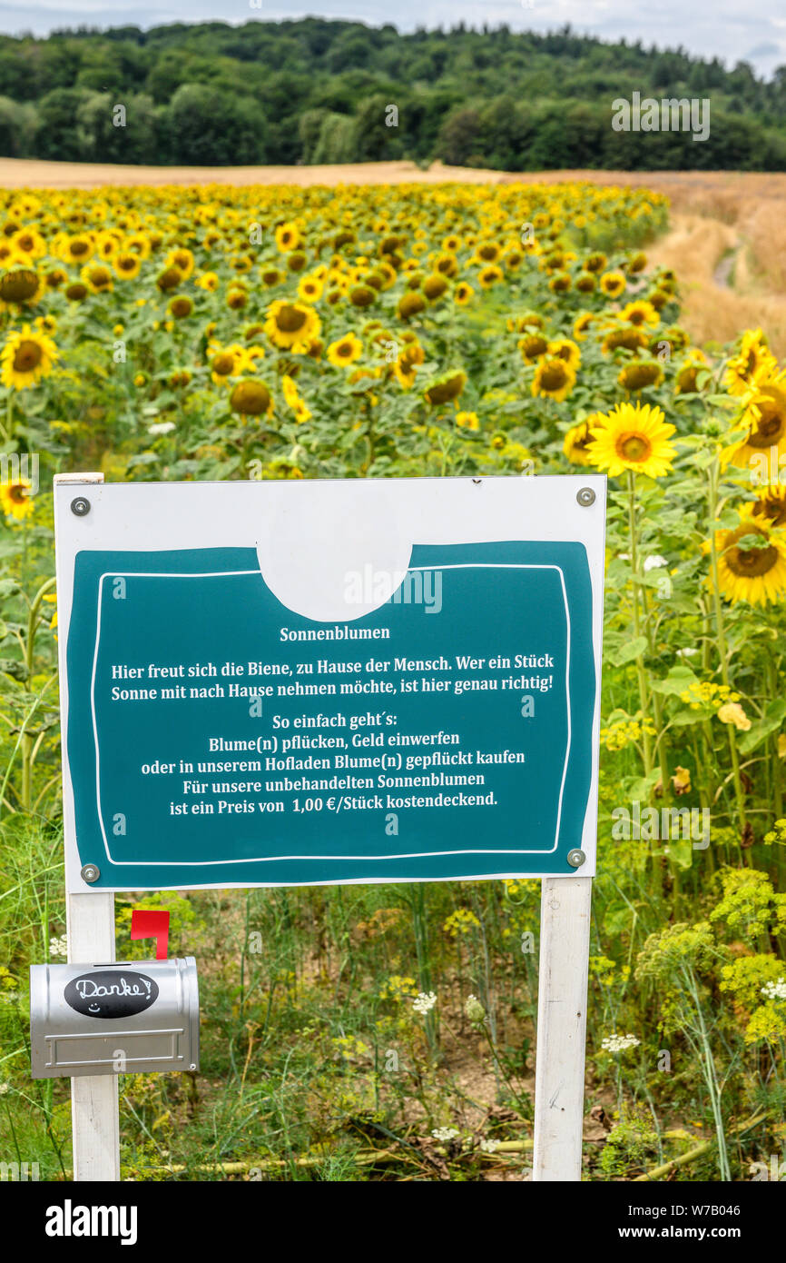 Sunflower field for sell sign stating preserve nature and self-cutting ...