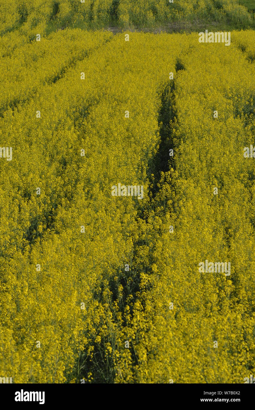 Canola oil plantation hi-res stock photography and images - Alamy