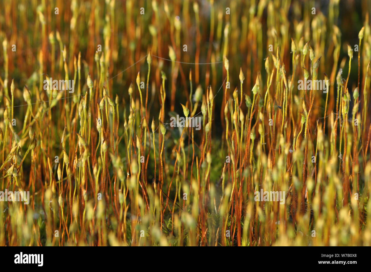 Fruiting moss. Closeup of a single structural elements moss. Macro ...