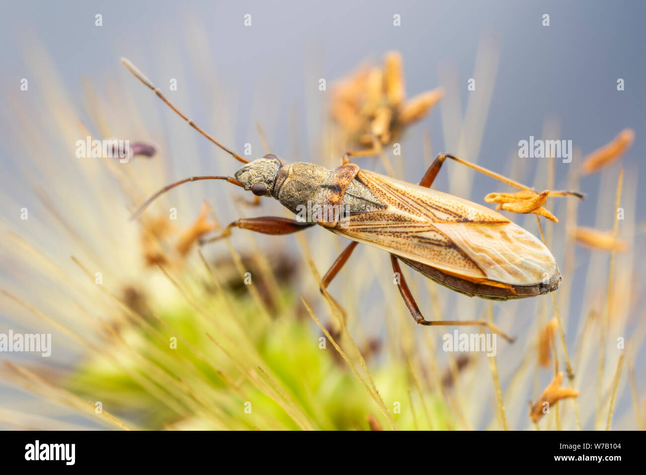 Dirt-colored Seed Bug (Paromius longulus Stock Photo - Alamy