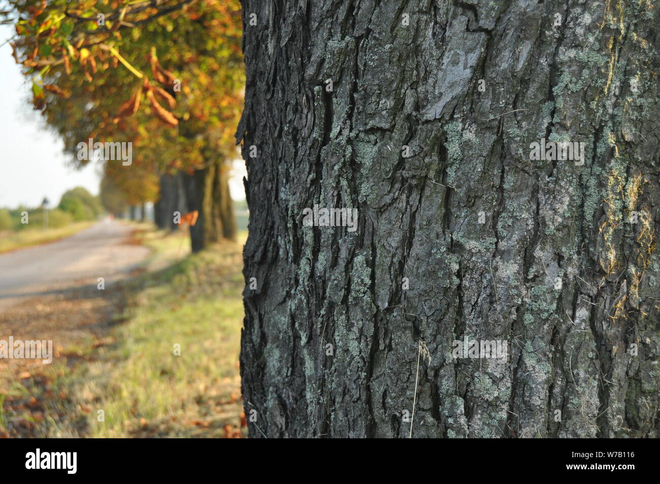 Spreading chestnut tree hi-res stock photography and images - Alamy