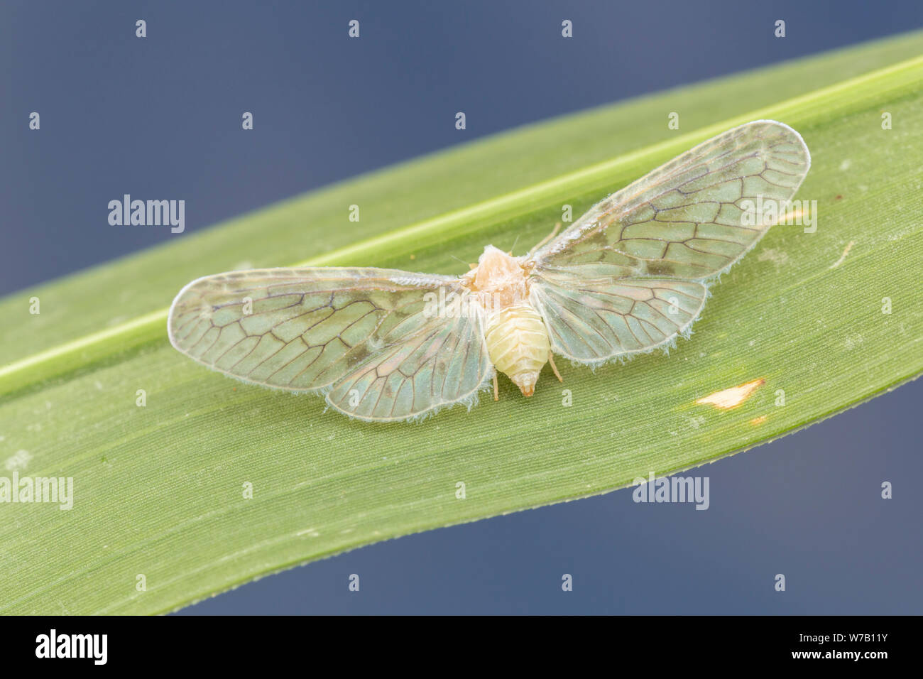 Derbinae hi-res stock photography and images - Alamy