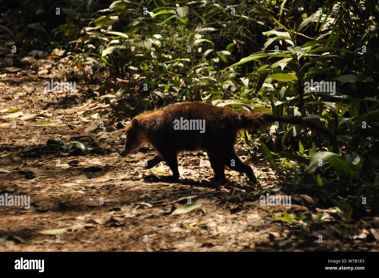 Coati. A fuzzy mammal with a long, fluffy tail, wandering through the ...