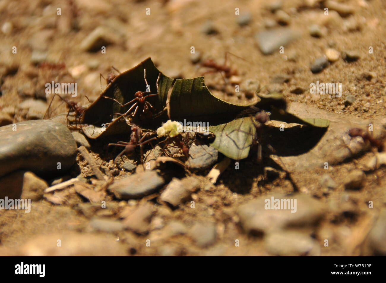 Leaf Cutting ants collect stock, leaf fragments for mushroom growing in ...