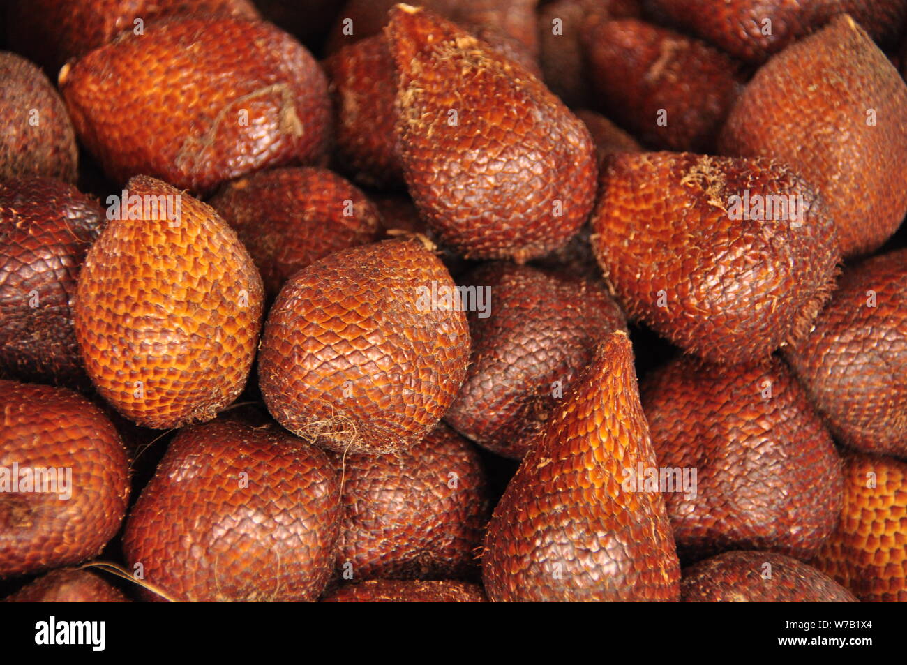 Salak, a tropical fruit with a skin resembling a snake skin scales ...