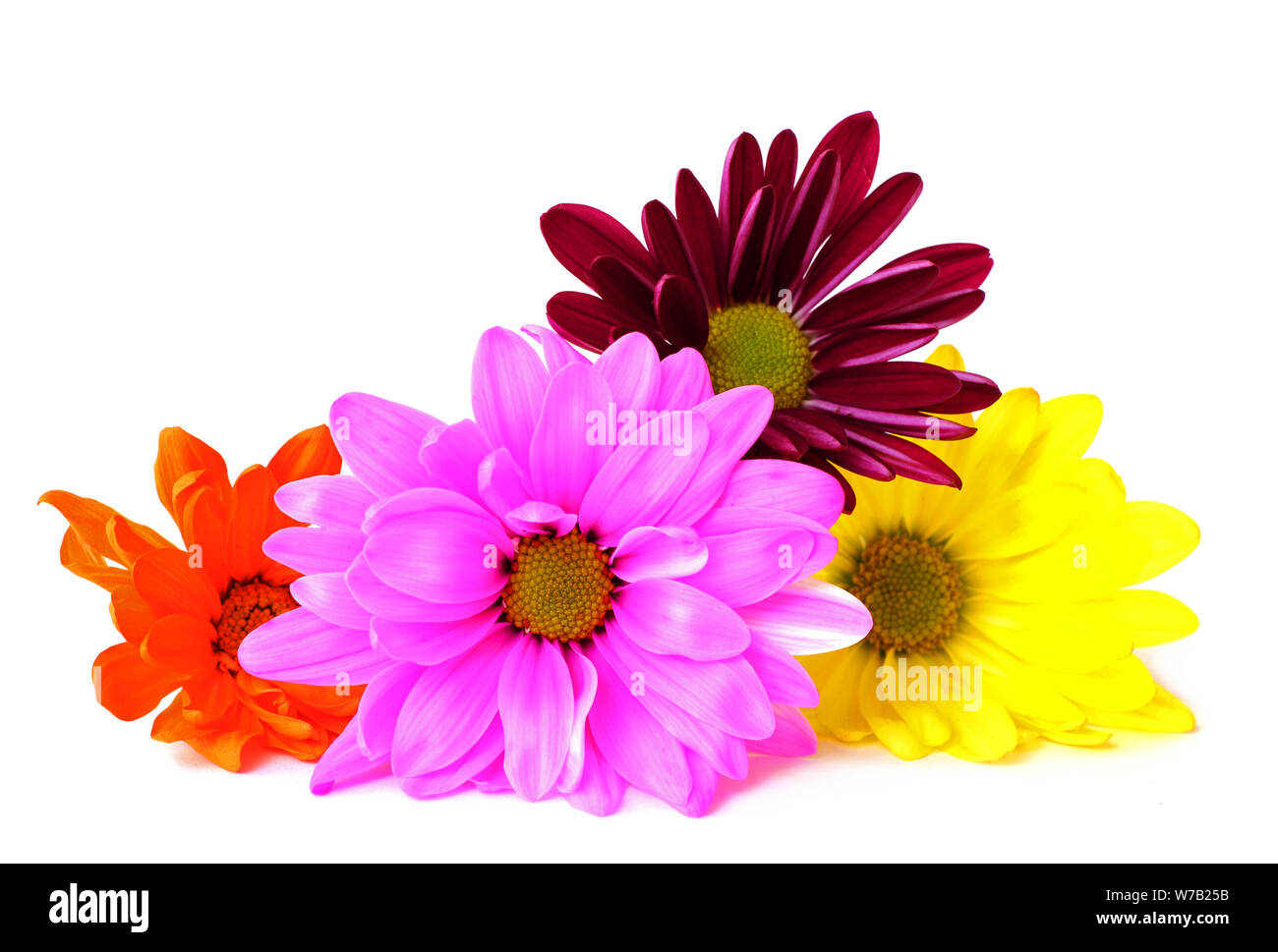 mix of colorful flowers on white background Stock Photo - Alamy