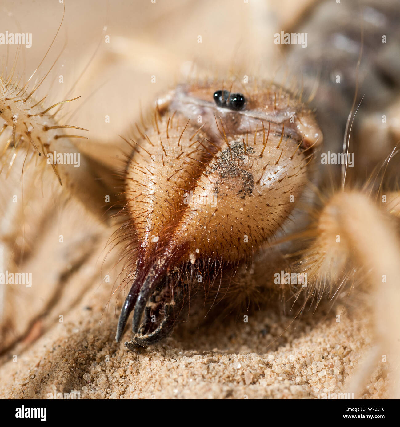Israel desert scorpion hi-res stock photography and images - Alamy
