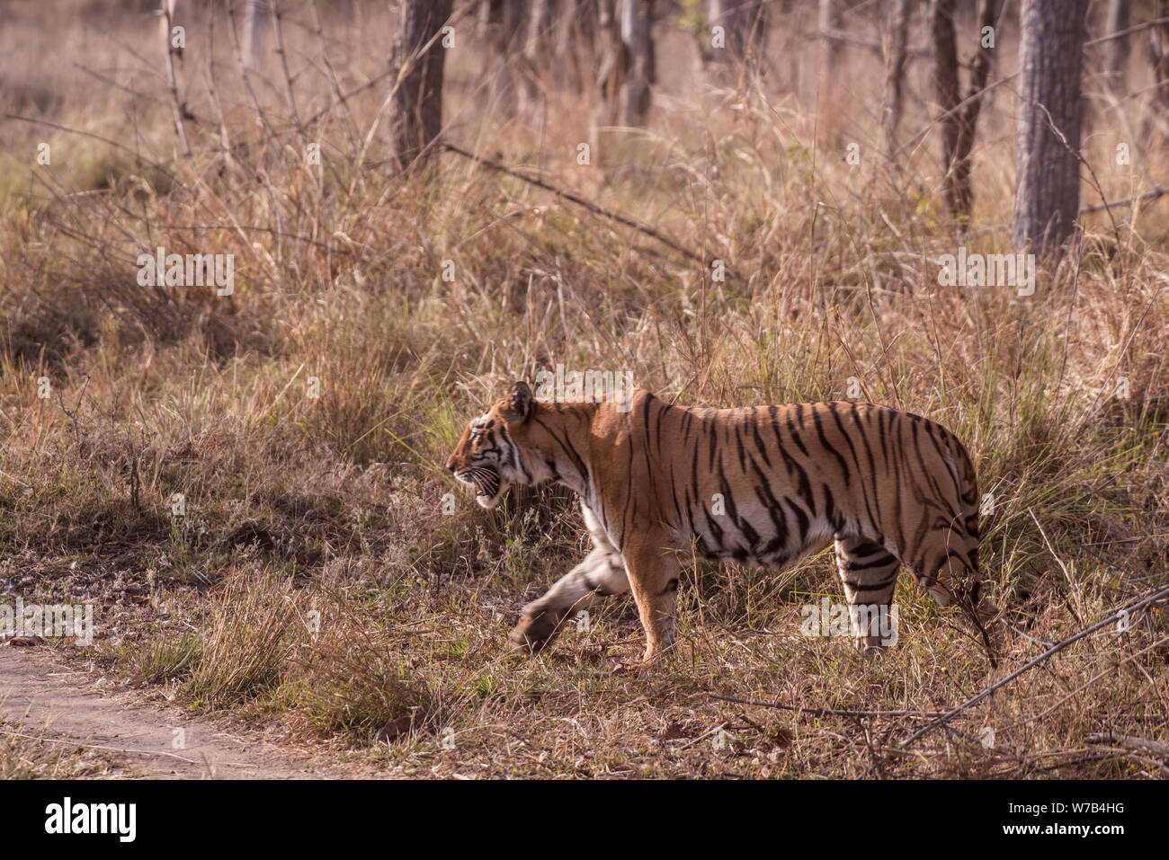Tigress in grass hi-res stock photography and images - Alamy
